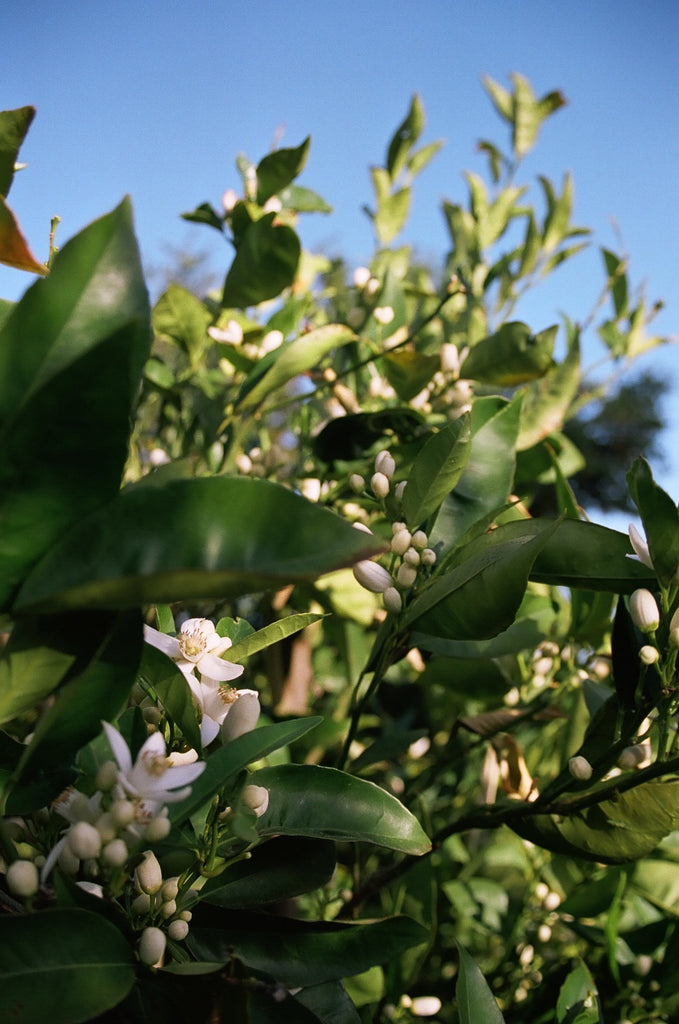 Distilling Orange Blossoms – Valley Botanicals